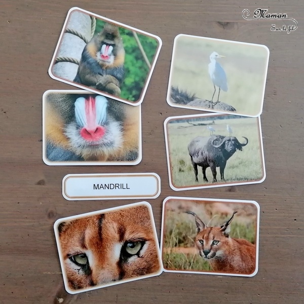 2 jeux à imprimer sur les animaux de la savane {Activité} - Maman Sur ...
