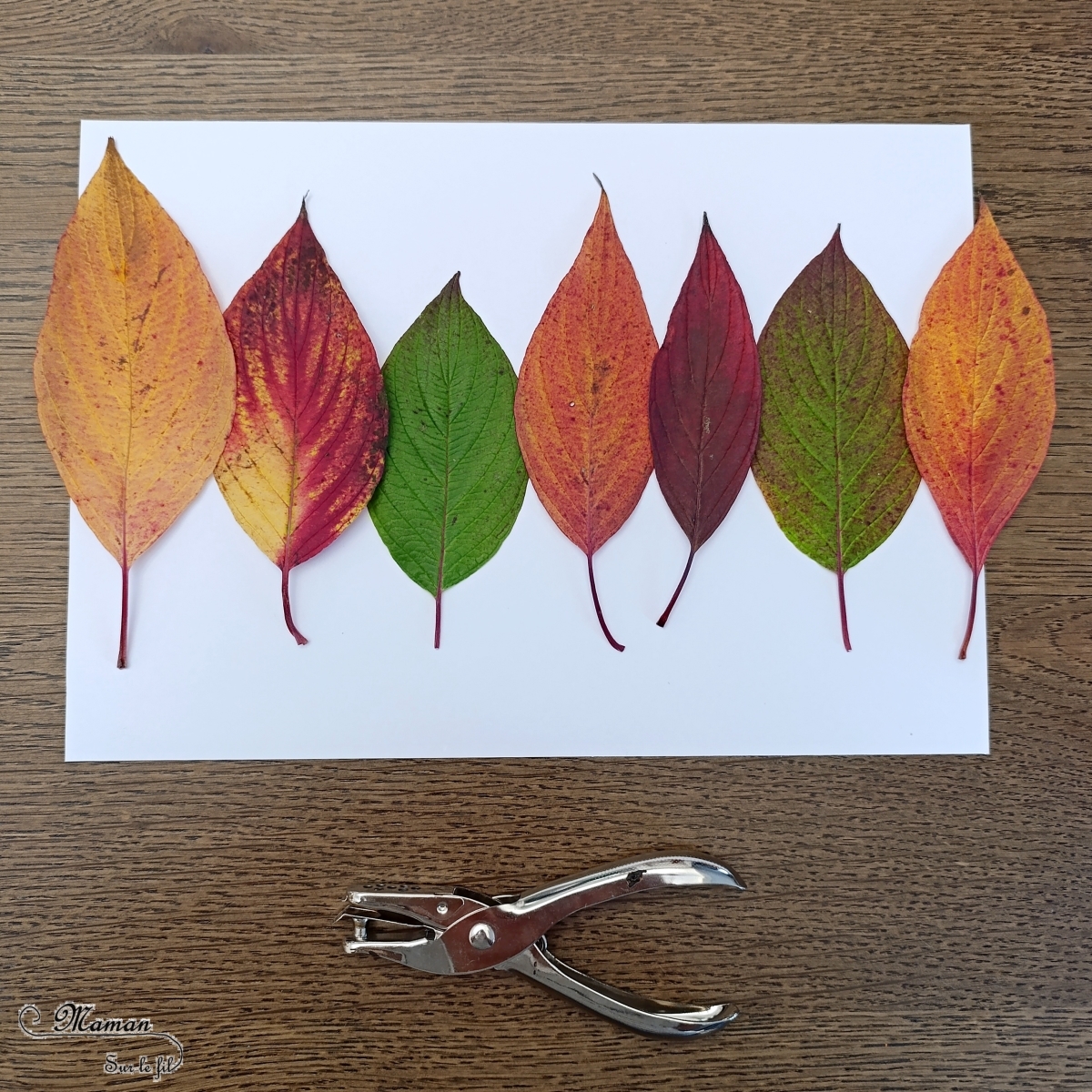 Forêt d'automne avec des feuilles perforées {Activité} - Maman Sur Le Fil